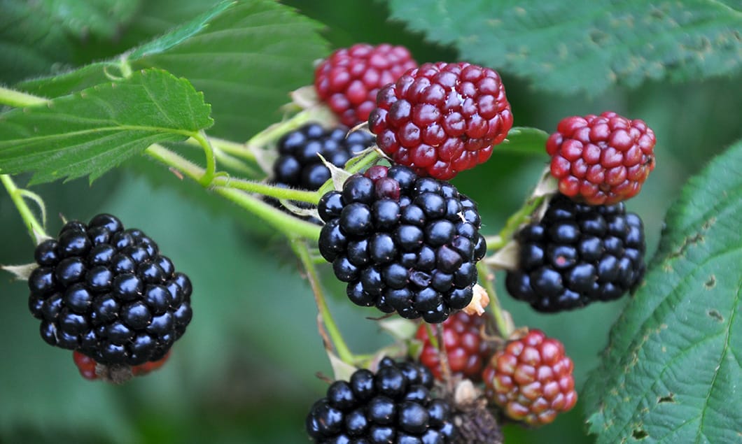 Robide in robidnice - Znam.si