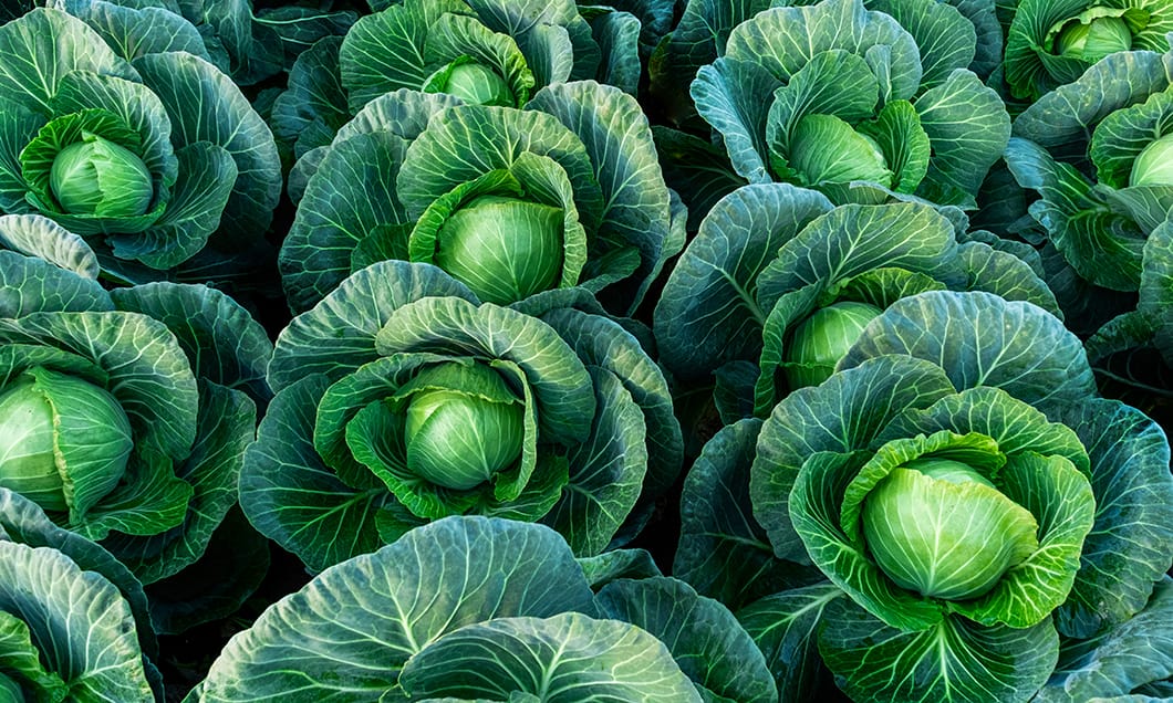 Zelje - surovo in kislo - Znam.si