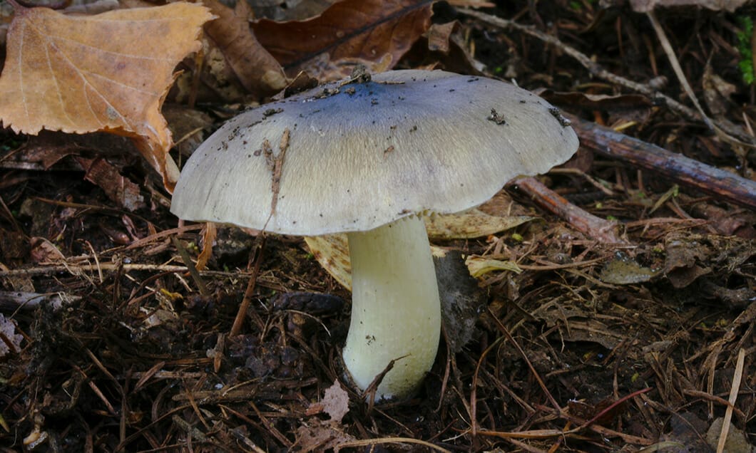 Zimska kolobarnica (Tricholoma portentosum) - Znam.si