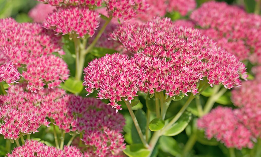 Hermelikino žganje - Znam.si