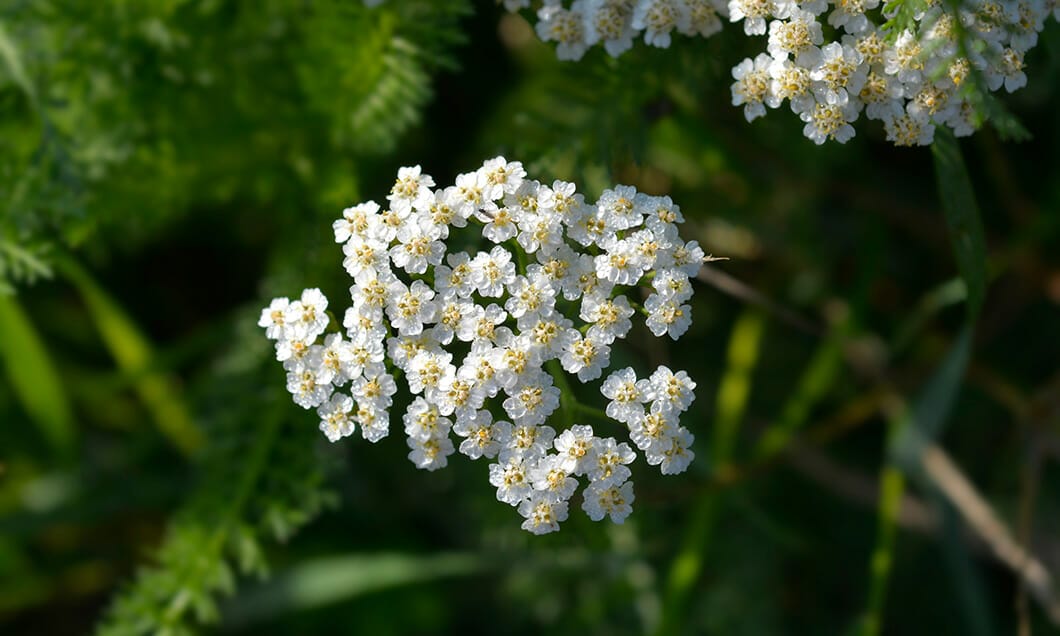 Rmanovo mazilo - Znam.si